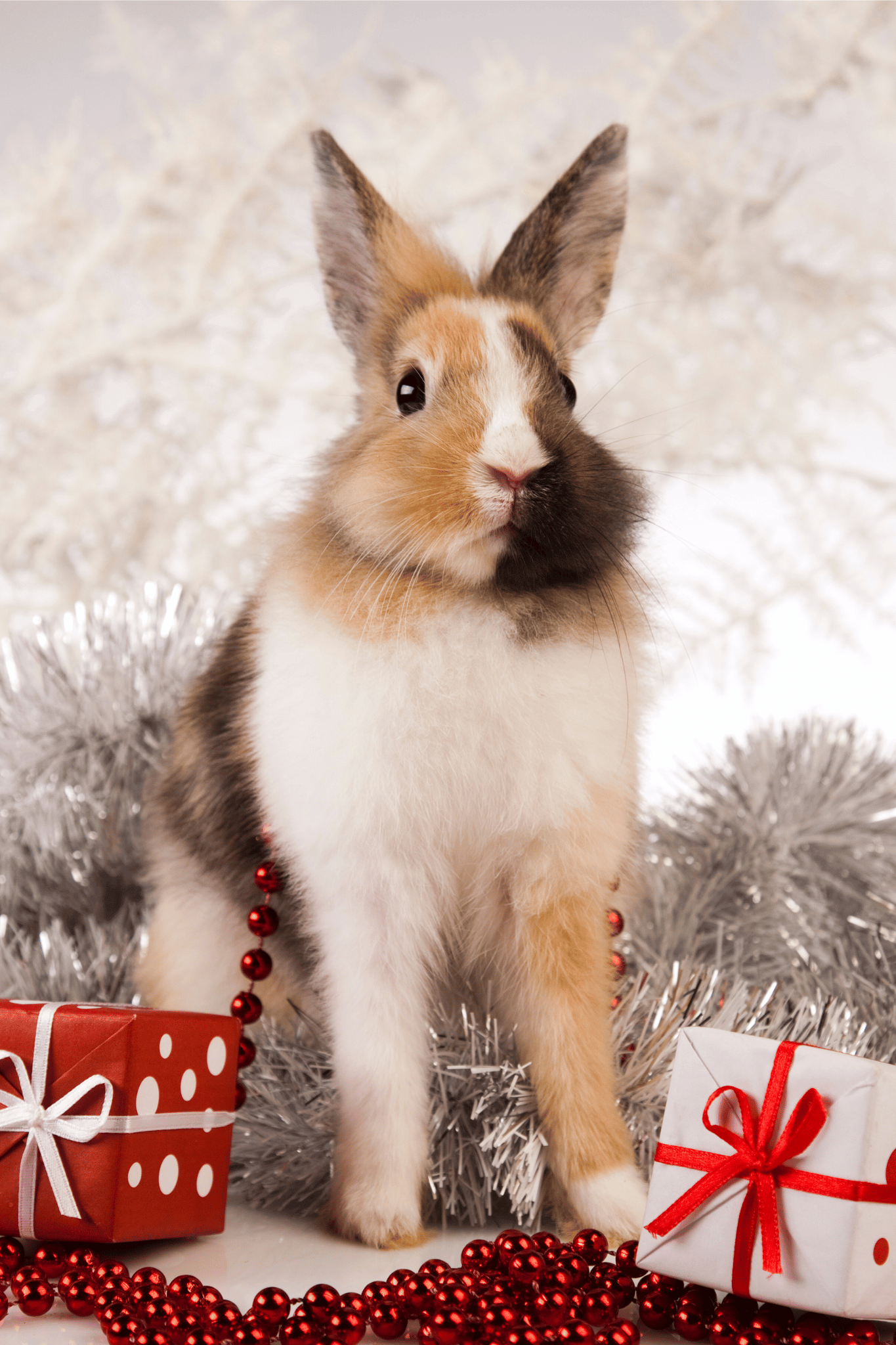 De beste huisvesting voor je konijnen